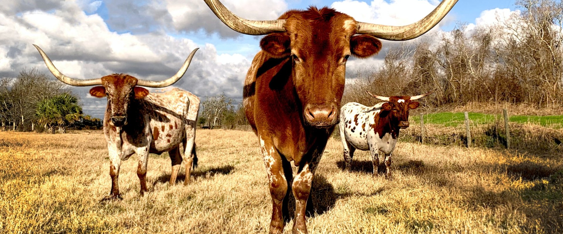 What Religion is Texas Known For?
